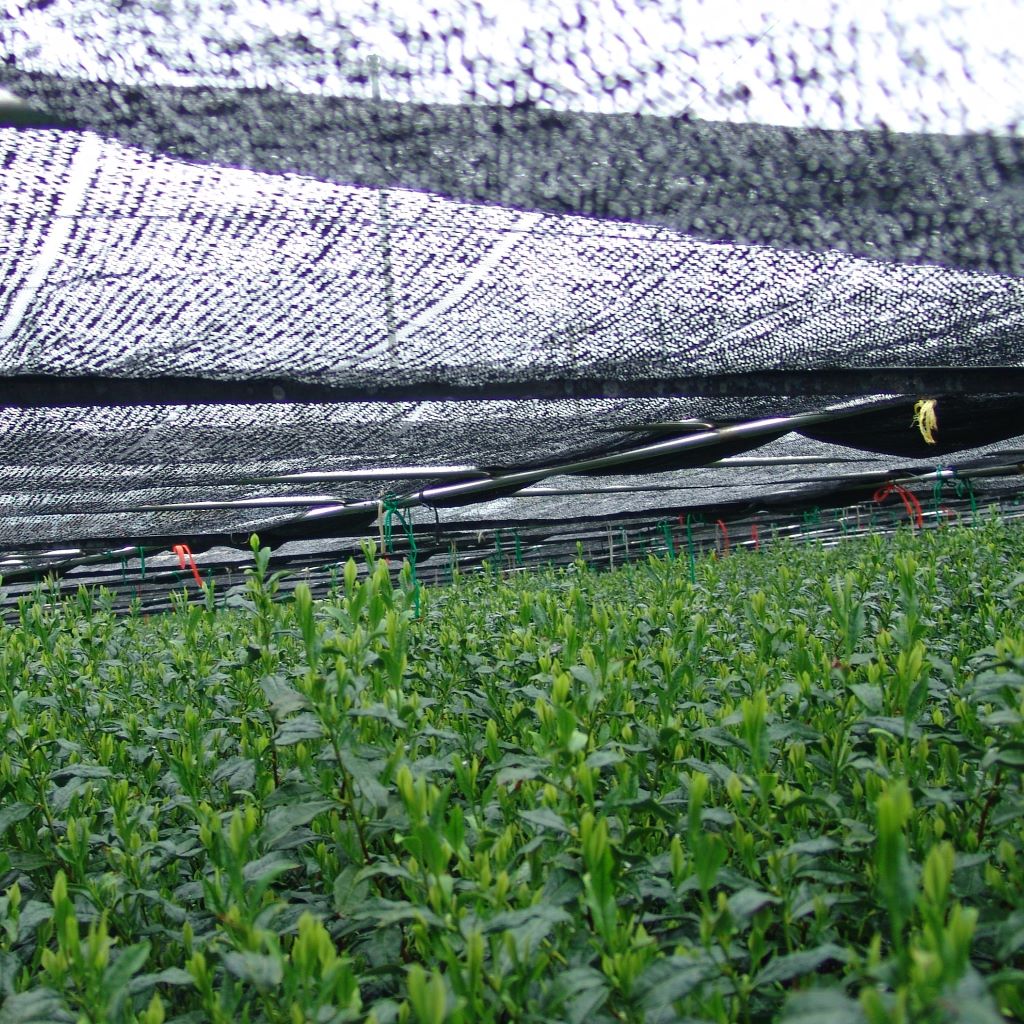 High EGCG Teas - Epigallocatechin Gallate Green Teas | Drink Great Tea