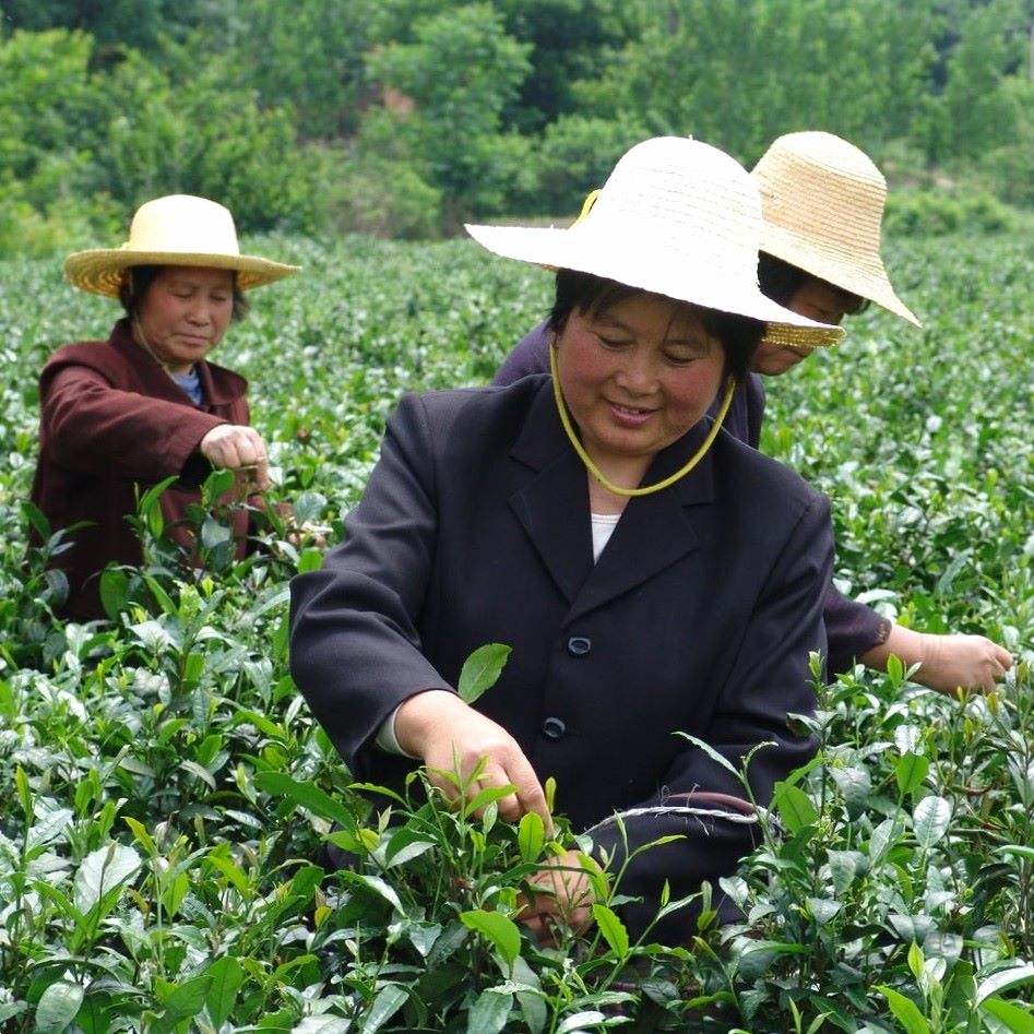 Chinese Tea - A Selection of Teas Sourced from China | Drink Great Tea